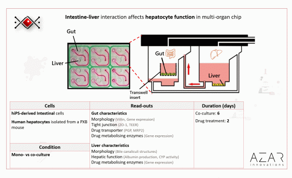 Intestine-liver interaction & hepatocyte function in multi-organ chip