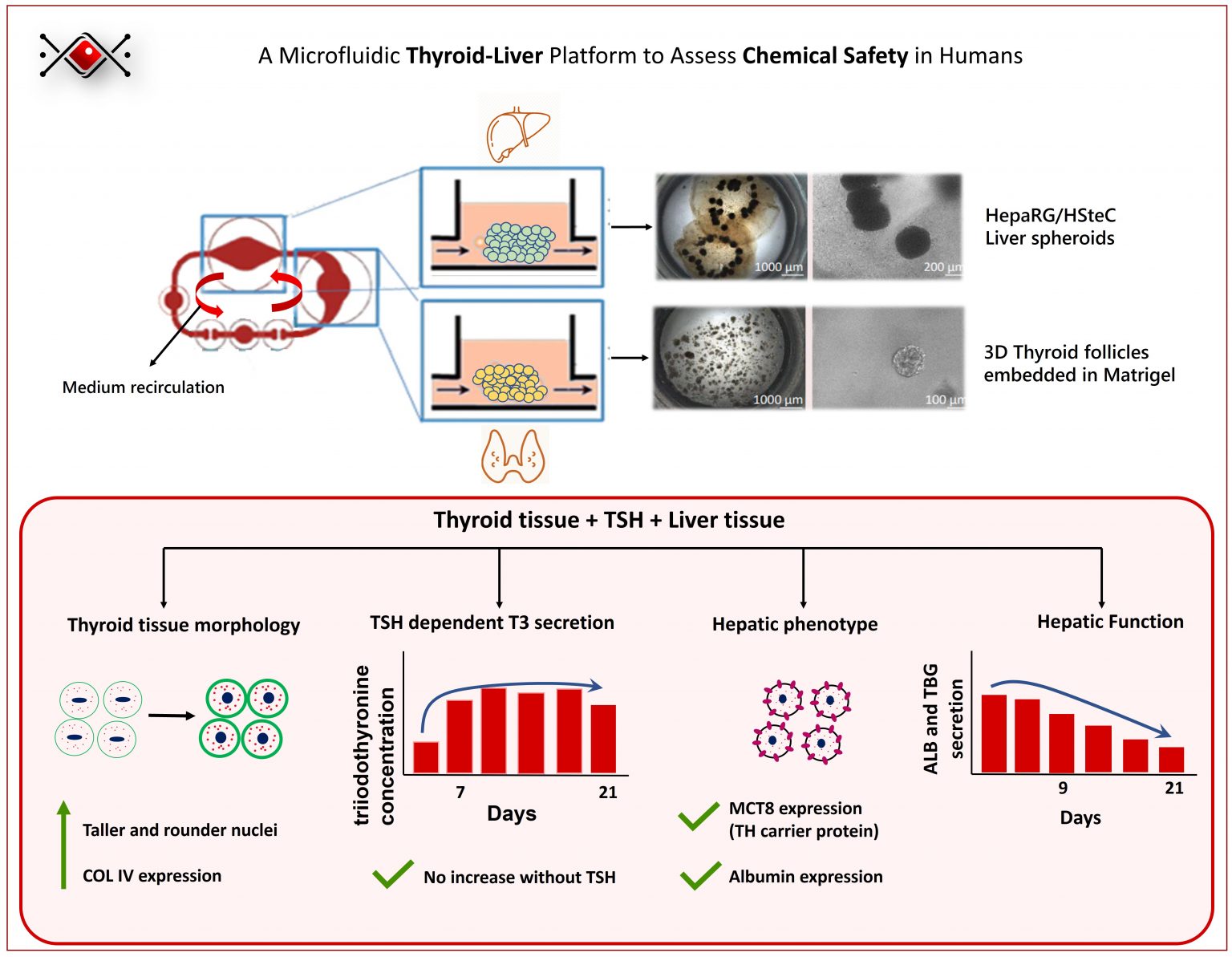 Multi-organ model of thyroid-liver axis to study endocrine disruption