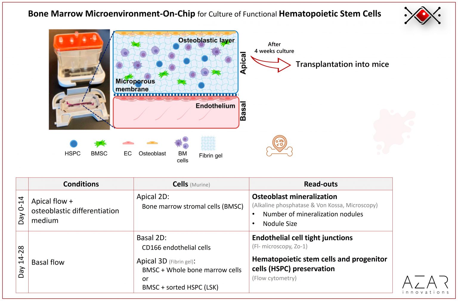 Bone Marrow On Chip Culture Functional Hematopoietic Stem Cells Bone Marrow On Chip Culture Functional Hematopoietic Stem Cells